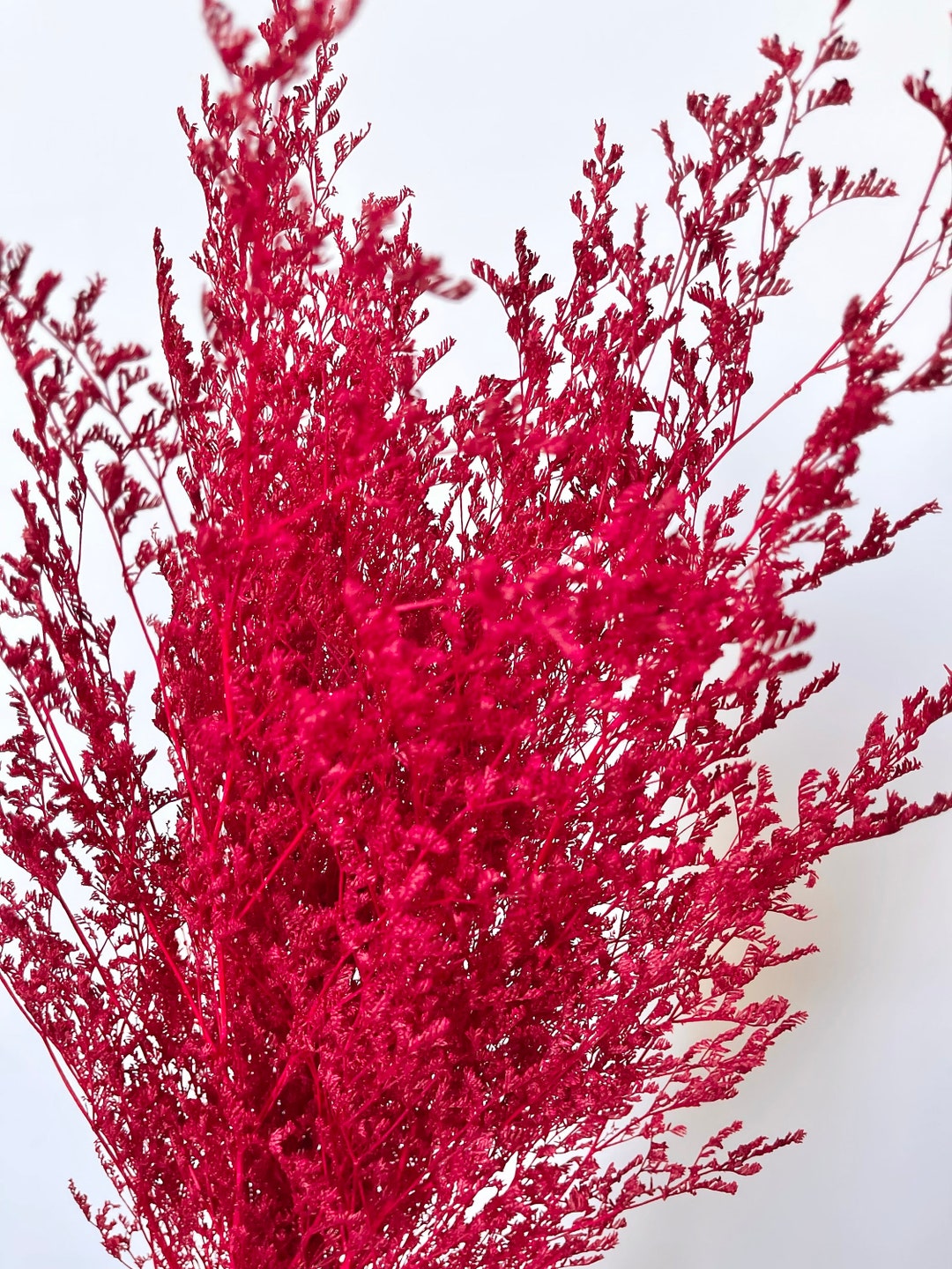 Valentines Edition Dried Red Preserved Dyed Misty Plant Dried Flower ...