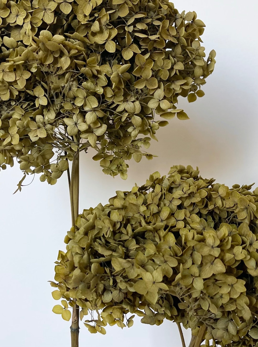 LARGE Head - Preserved Hydrangeas | Green MATCHA | Dried Flowers Floral ...