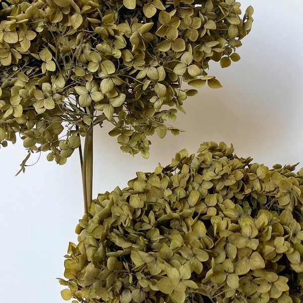 Preserved Hydrangea - Etsy