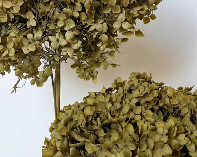 LARGE Head - Preserved Hydrangeas | Green MATCHA | Dried Flowers Floral ...