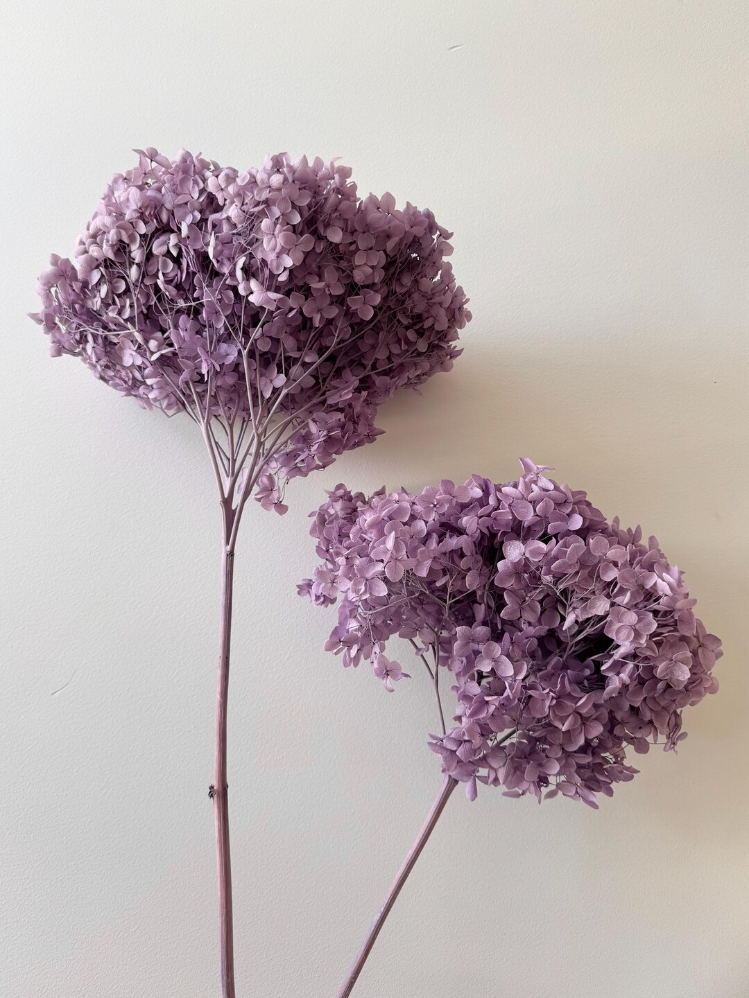 LARGE Head - Preserved Hydrangeas | Grape Smoothie | Dried Flowers ...