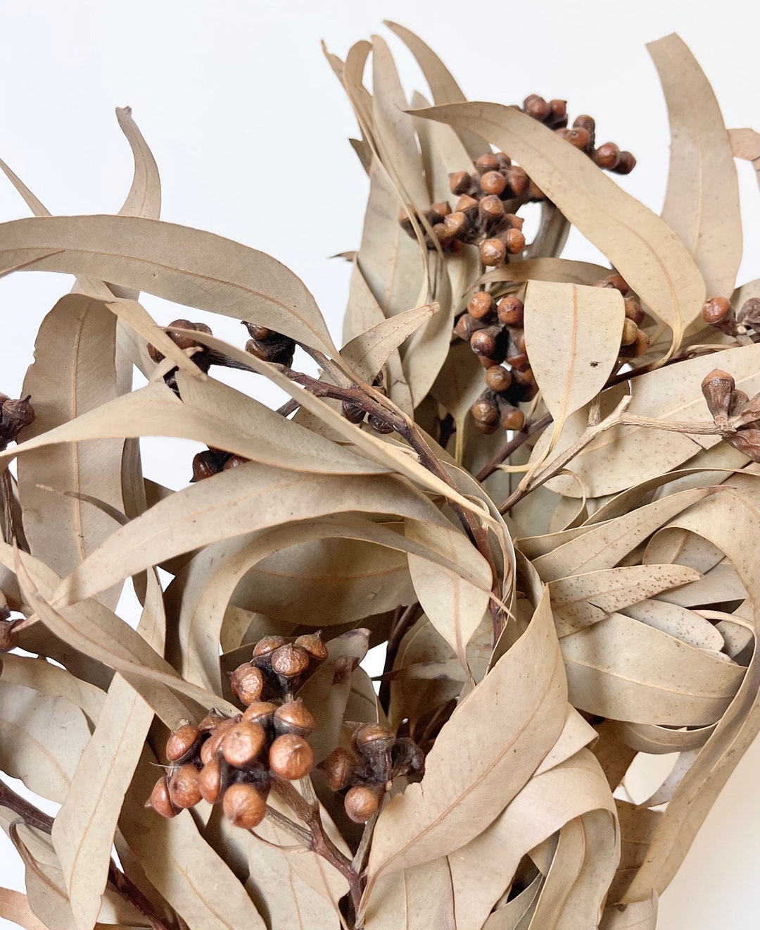 Preserved Dried Native Seeded WILLOW Eucalyptus Gum Leave Branch Cut ...