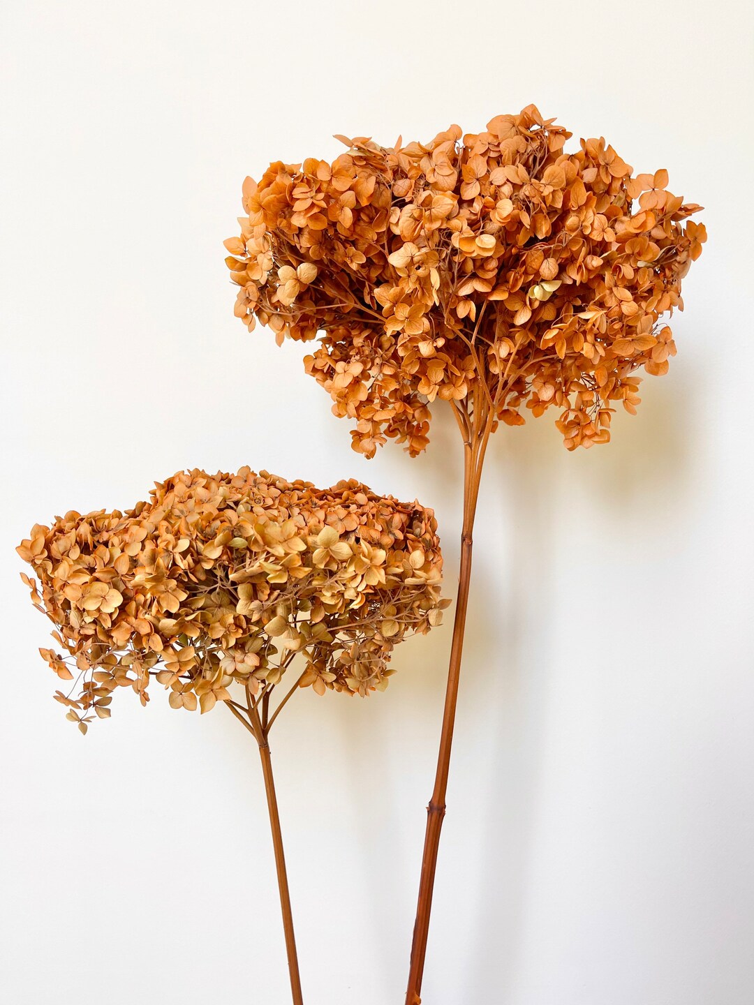 LARGE Head - Preserved Hydrangeas | Autumn Amber | Dried Flowers Floral ...