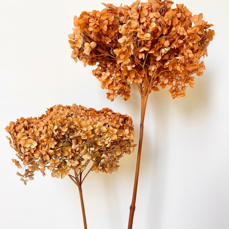 Preserved Hydrangea - Etsy