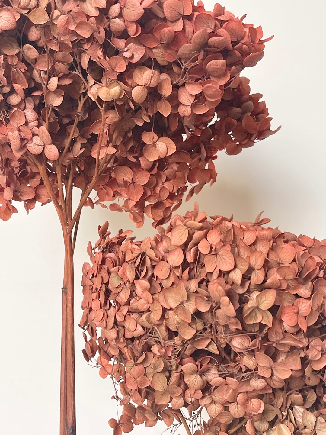 LARGE Head - Preserved Hydrangeas | Autumn Terracotta | Dried Flowers ...