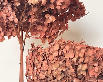LARGE Head - Preserved Hydrangeas | Espresso Chocolate Brown | Dried ...