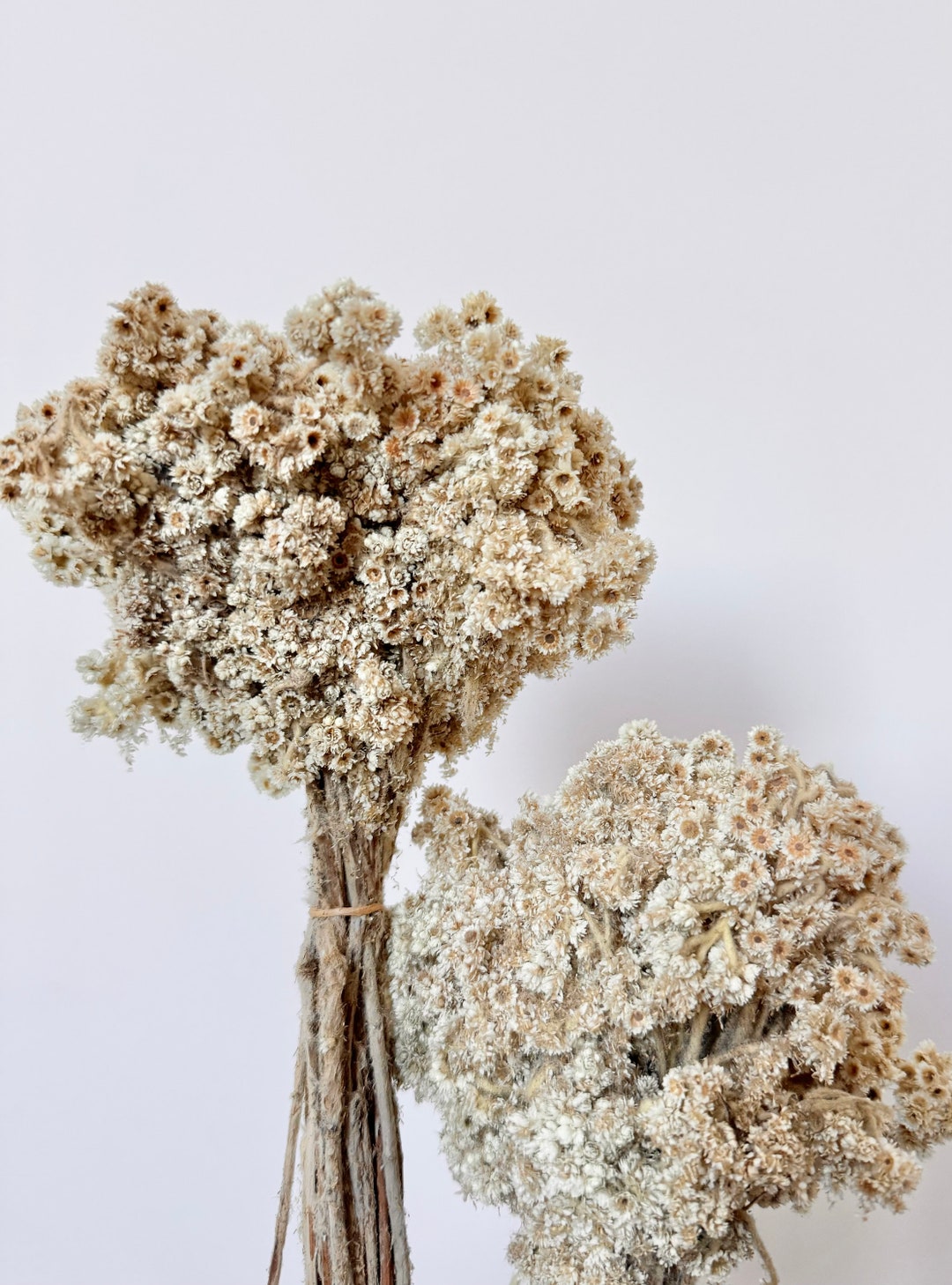Preserved Dried Bunch of Baby EDELWEISS Flower Pods Neutral Colour ...