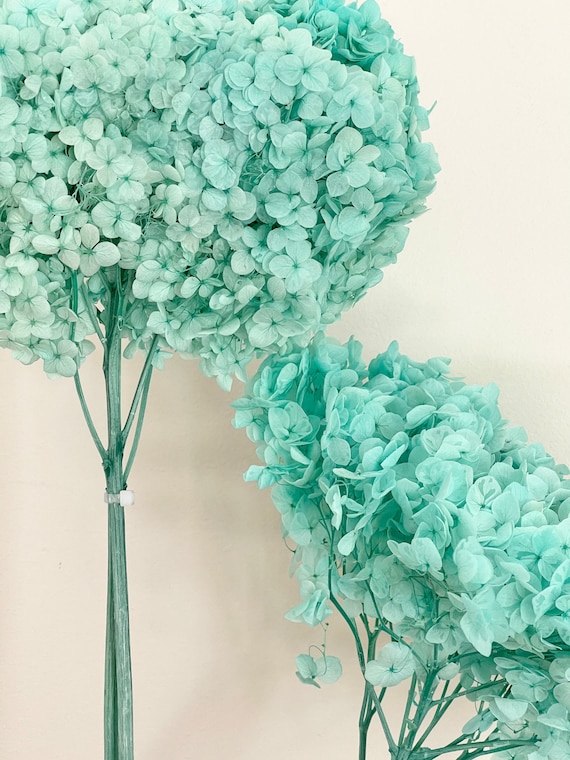 Flores Naturales De Color Turquesa Corte Brillante Flor Turquesa