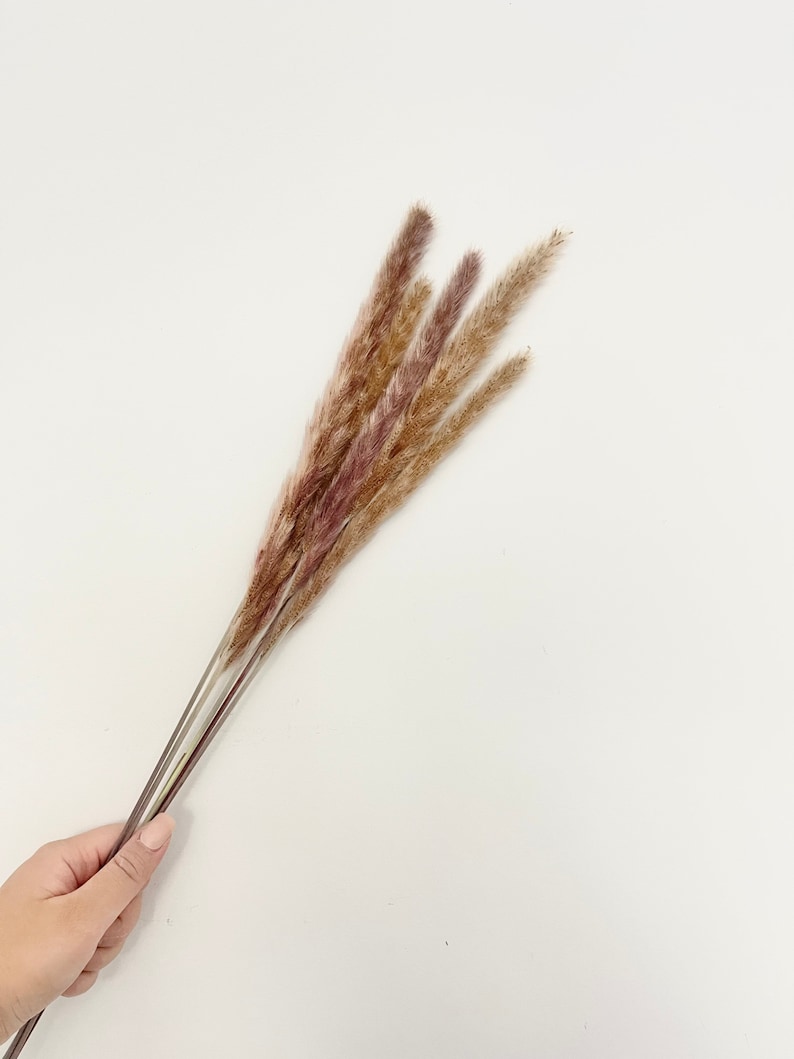 Preserved Brown Natural Small Pampas Grass Stems Dried | Etsy
