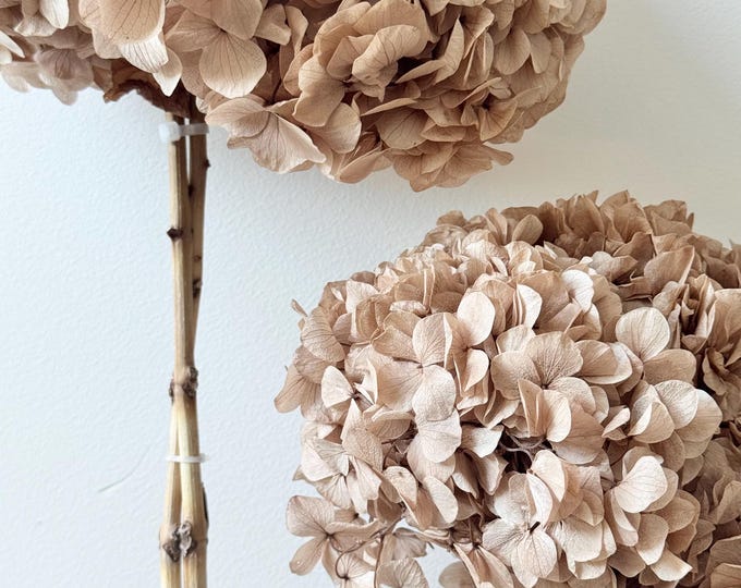 Dried Preserved Hydrangeas - Large Head - Ruffled Big Petals | Dried ...