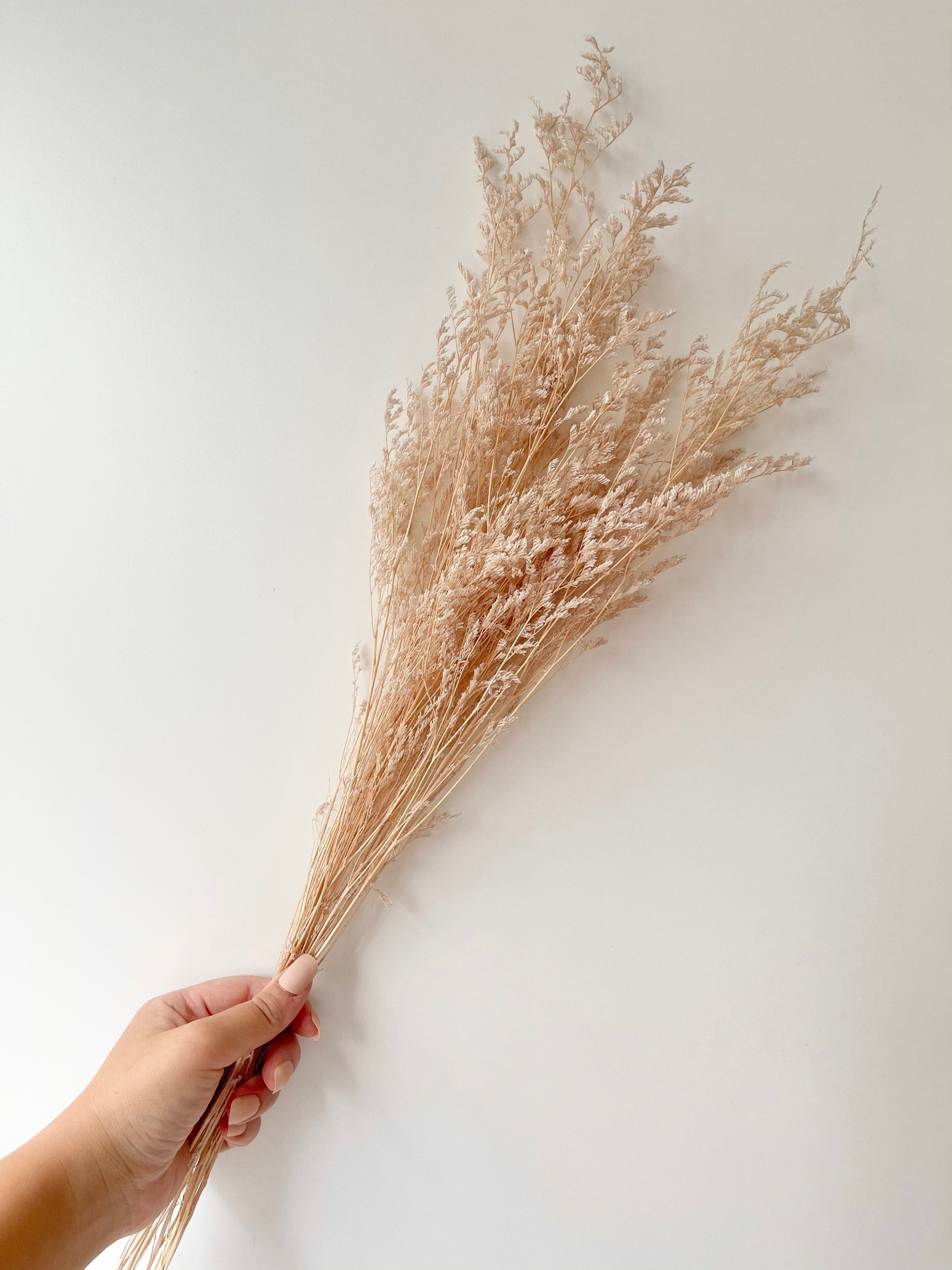 Preserved Dried MISTY LIMONIUM Caspia Plant White Cream / | Etsy