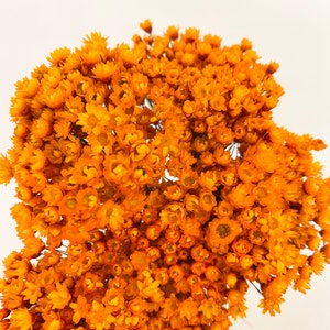 Preserved Dried Bunch of Stardust Baby Daisy Grass Orange Juice Natural ...