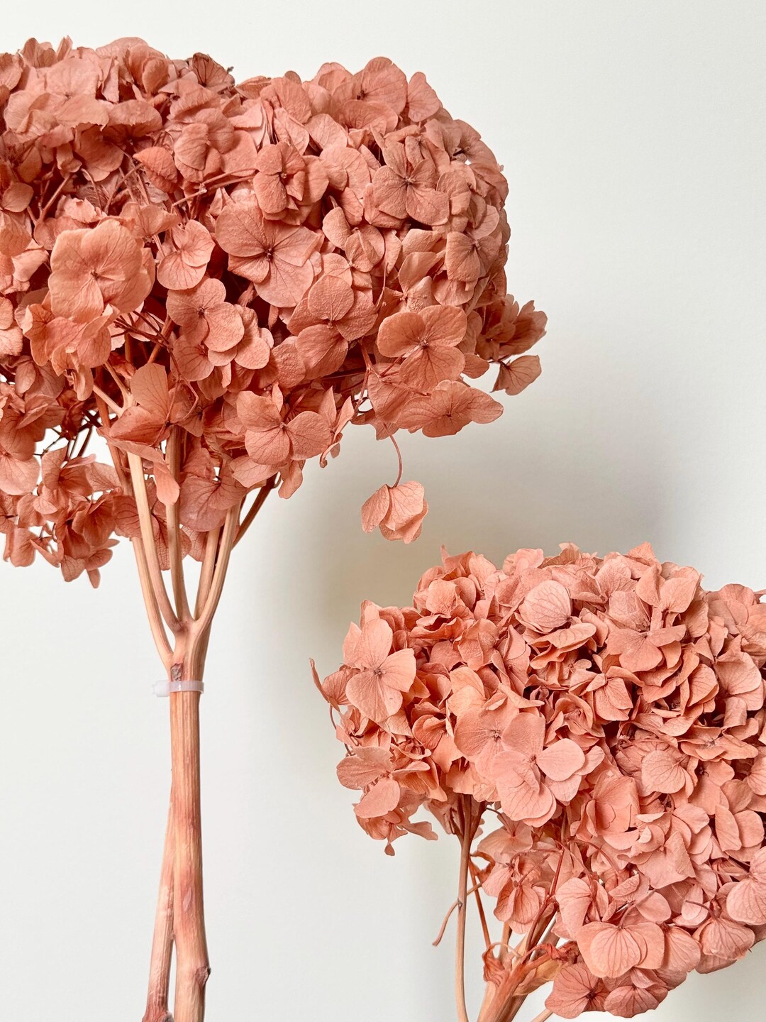 Dried Preserved Hydrangeas - Large Head - Ruffled Big Petals | Dried ...