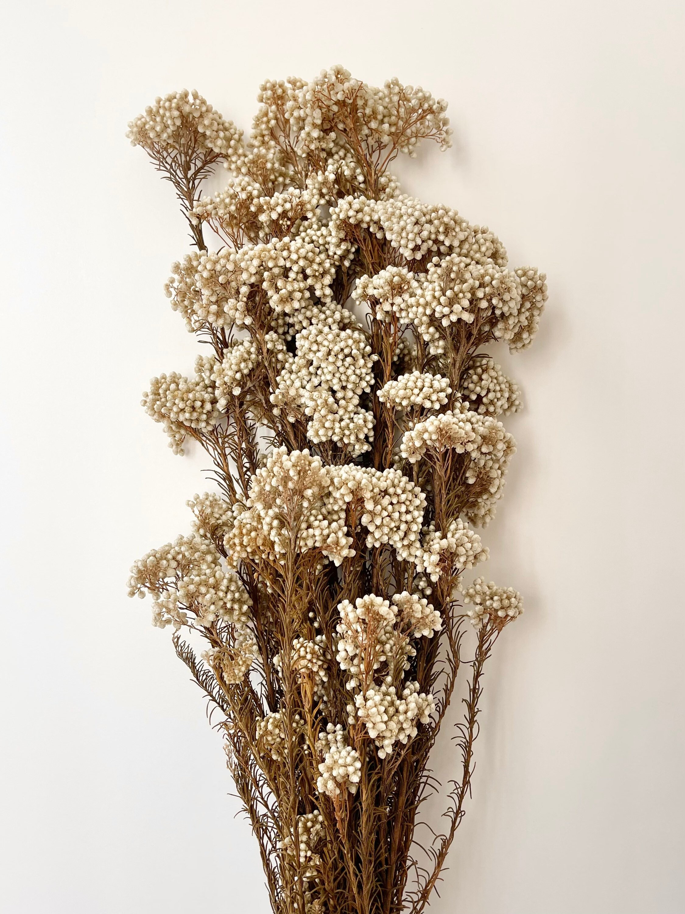 Bunch of Preserved Rice Flower Plant Dried Floral Design | Etsy