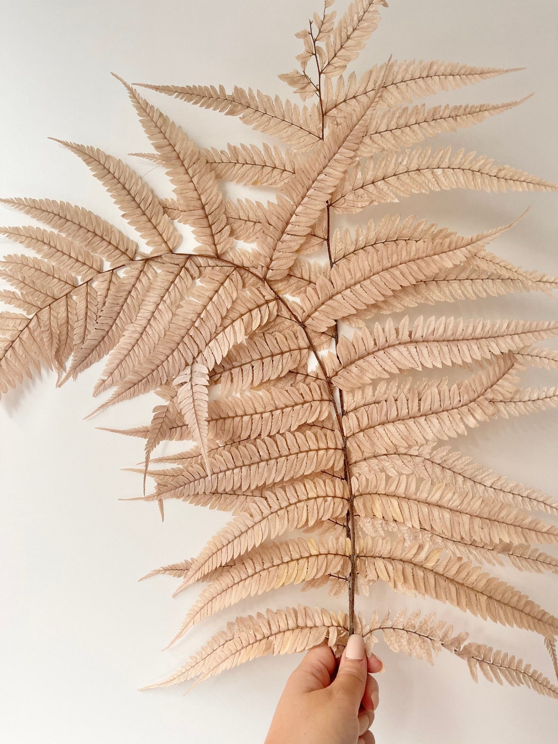 Preserved Mountain Wood Ferns Large Size Cut Dried - Etsy Australia