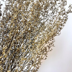 Preserved Dried Rustic Gold Stringlia Sprigs Branches | Dried Flower ...