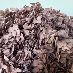 LARGE Head - Preserved Hydrangeas | Espresso Chocolate Brown | Dried ...