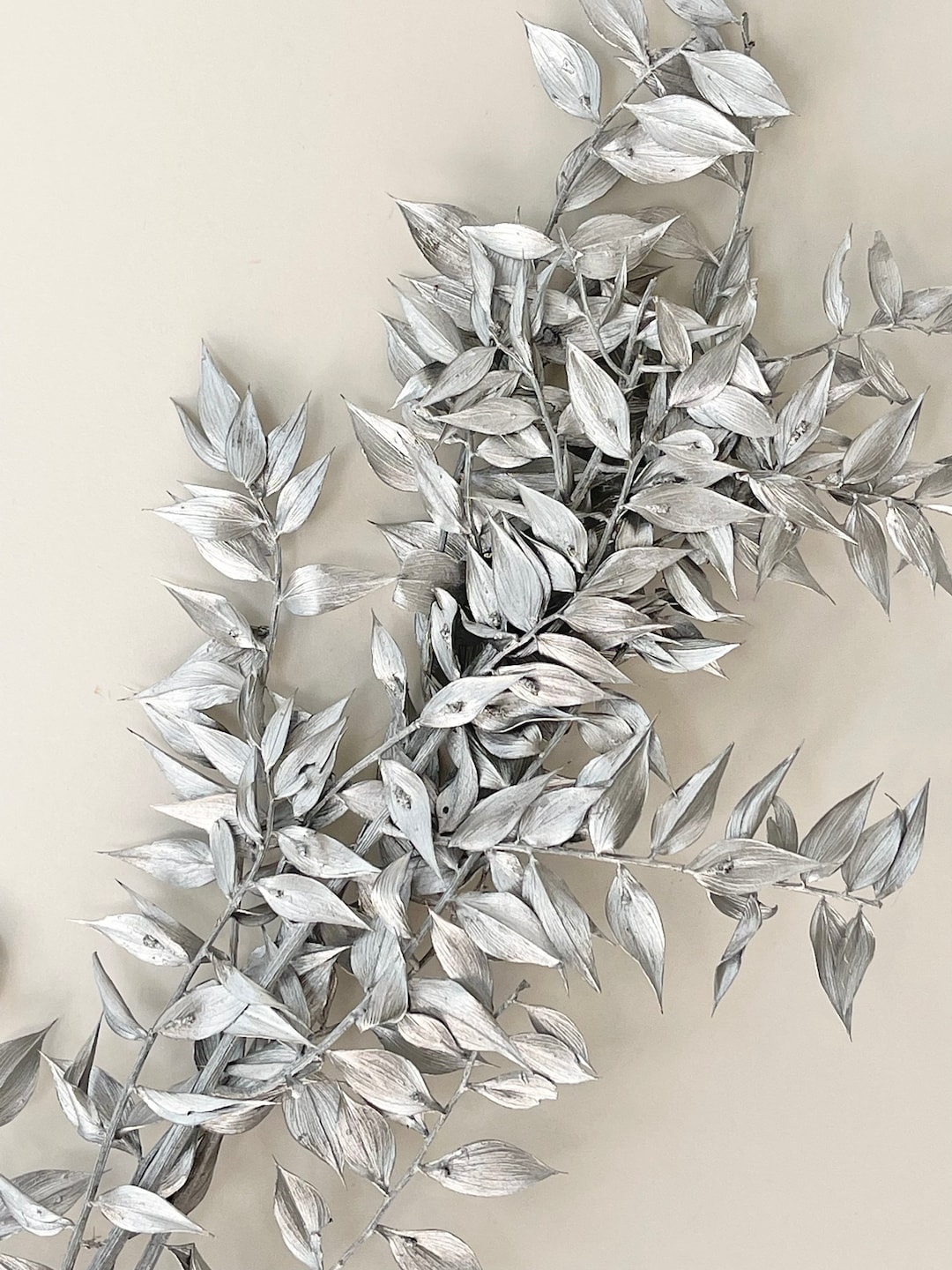 Preserved Silver Ruscus Leaves Branch Flower Floral Design | Natural ...