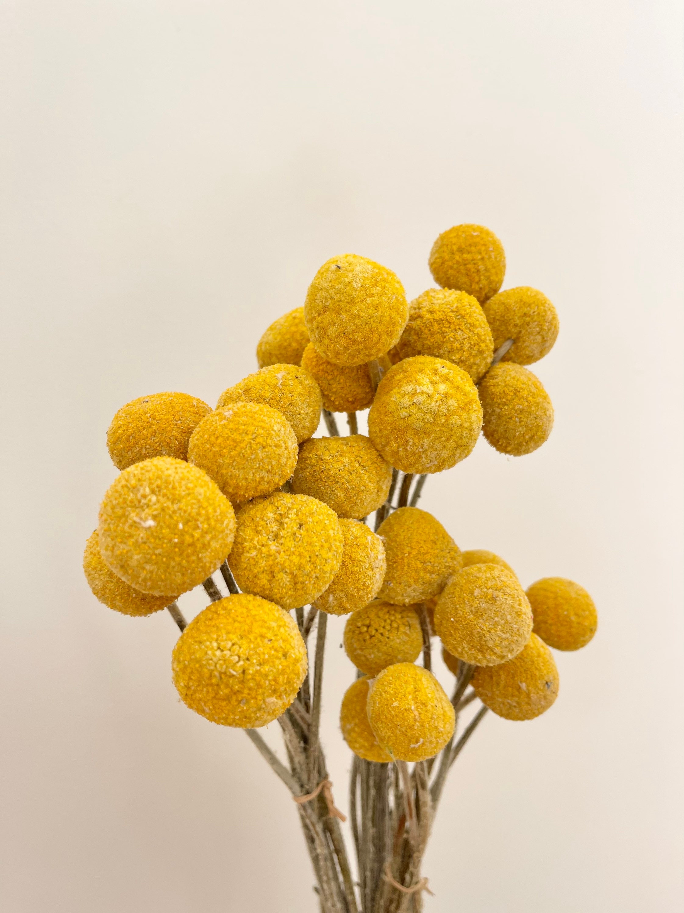 Preserved Cute Native Buttercup Yellow Billy Buttons Bunch - Etsy