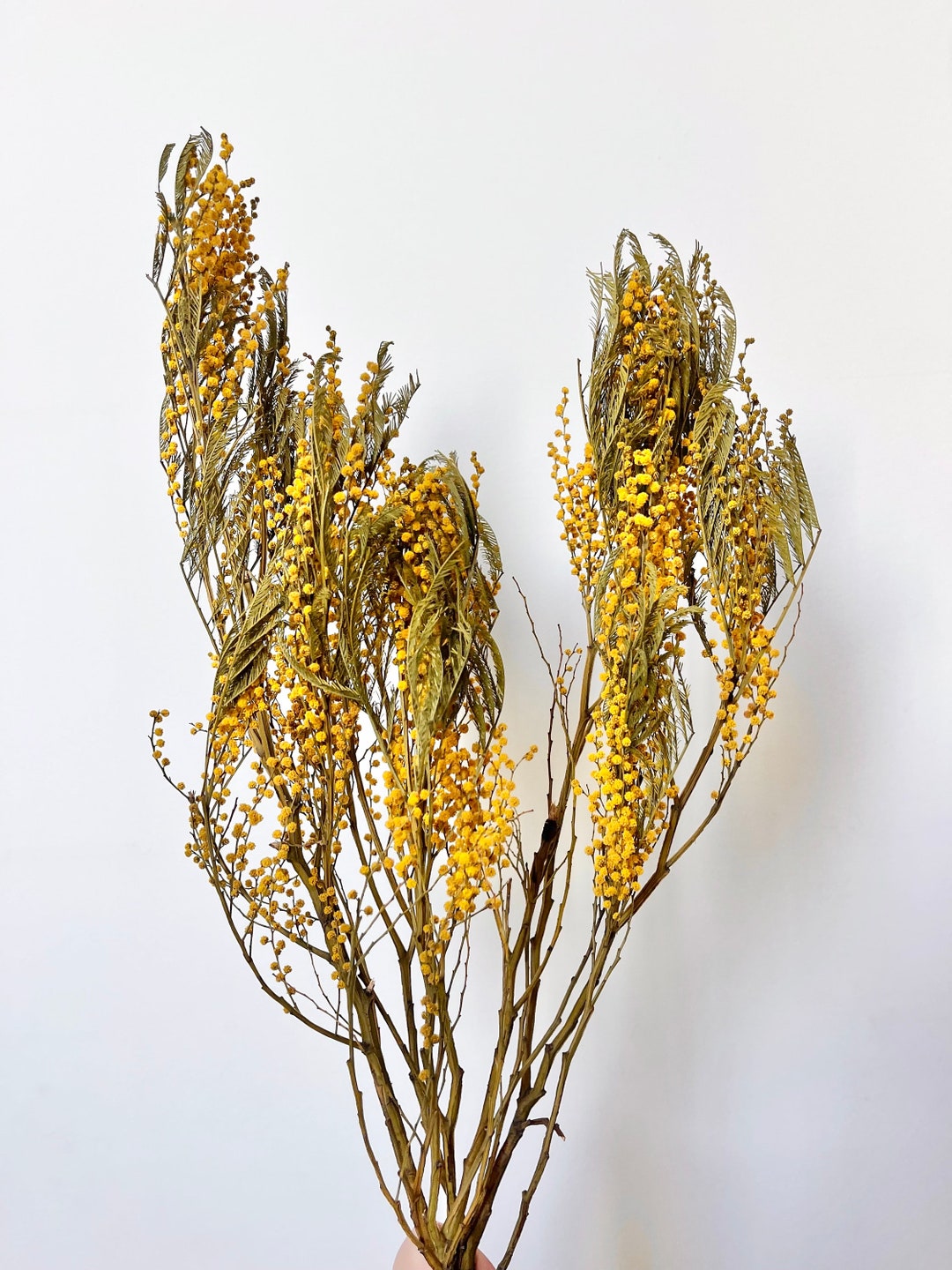 Dried Preserved Native Australian WATTLE Bush Plant - Etsy