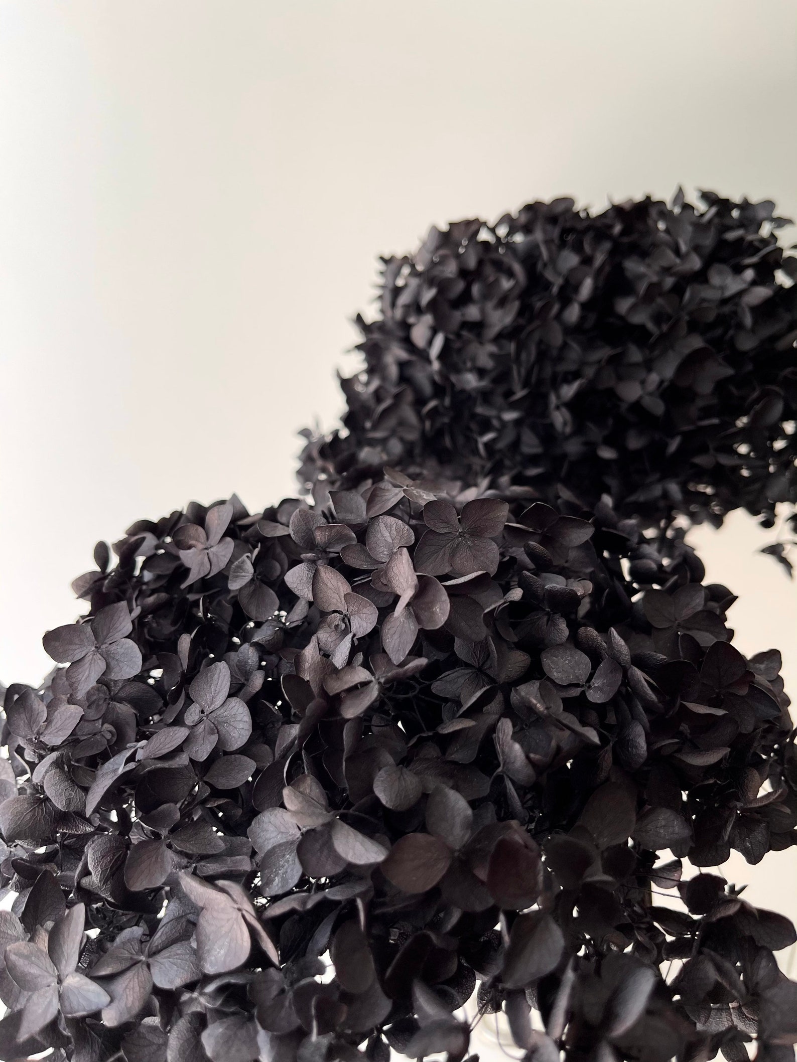 Dried Preserved Hydrangeas Medium Head WHITE Cream / BLACK | Etsy
