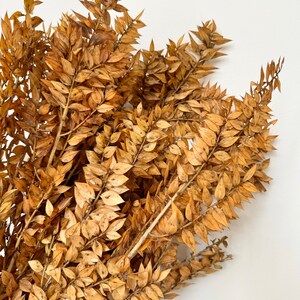 Preserved Italian Ruscus Fucus Leaves X 2 Stems | High Quality | Floral ...