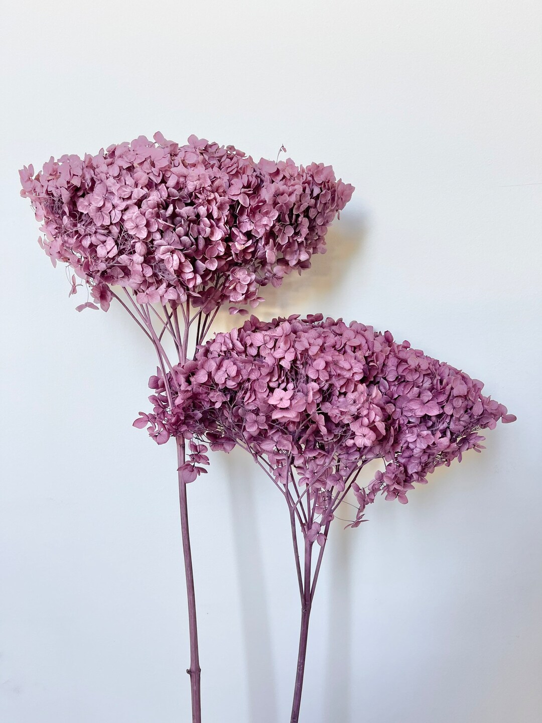 High Quality LARGE Head Preserved Hydrangeas in Midnight Purple Dried ...