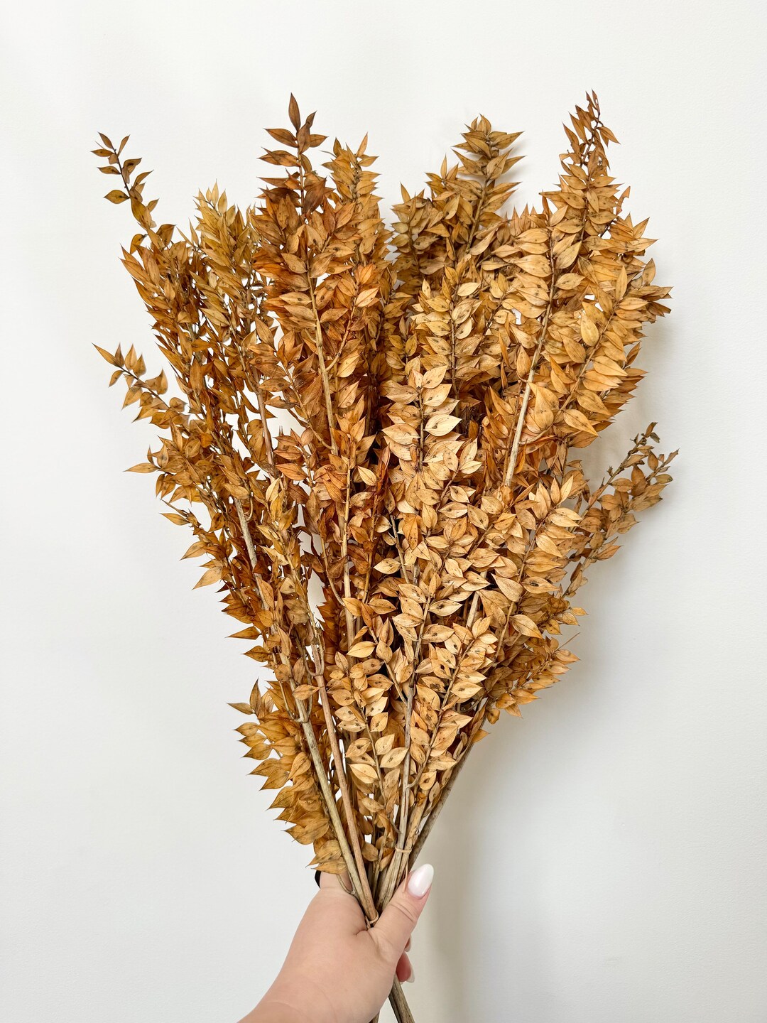 Preserved Italian Ruscus Fucus Leaves X 2 Stems | High Quality | Floral ...