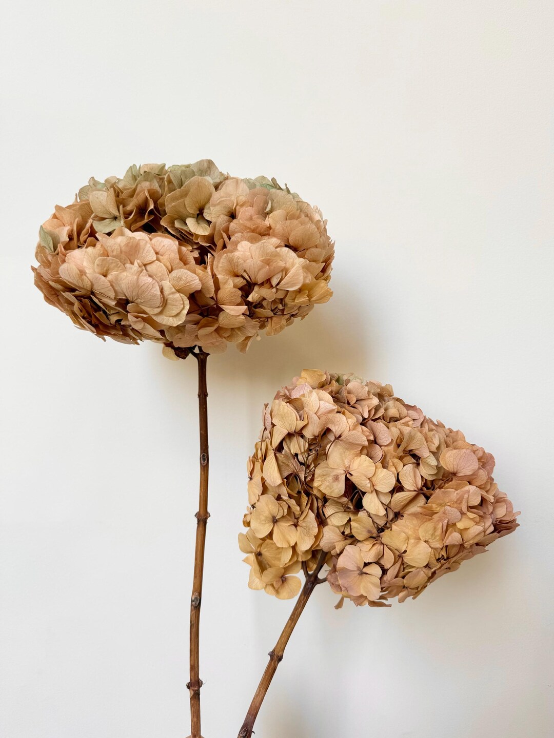Dried Preserved Hydrangeas - Large Head - Ruffled Big Petals | Dried ...