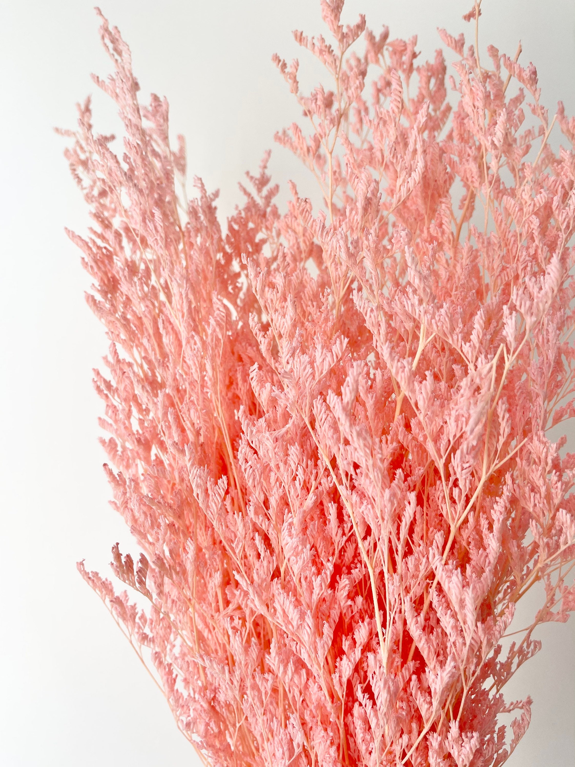 Preserved Dried MISTY LIMONIUM Caspia Plant Pink Shades - Etsy Australia