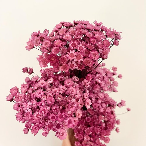 Preserved Dried Bunch of Native Tea Tree Natural Arrangement - Etsy