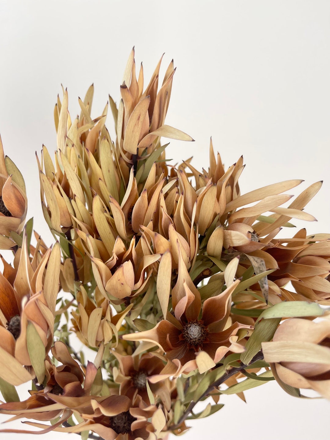 Dried Preserved - Native Australian Bush Leucadendron Plant - BURNT ...