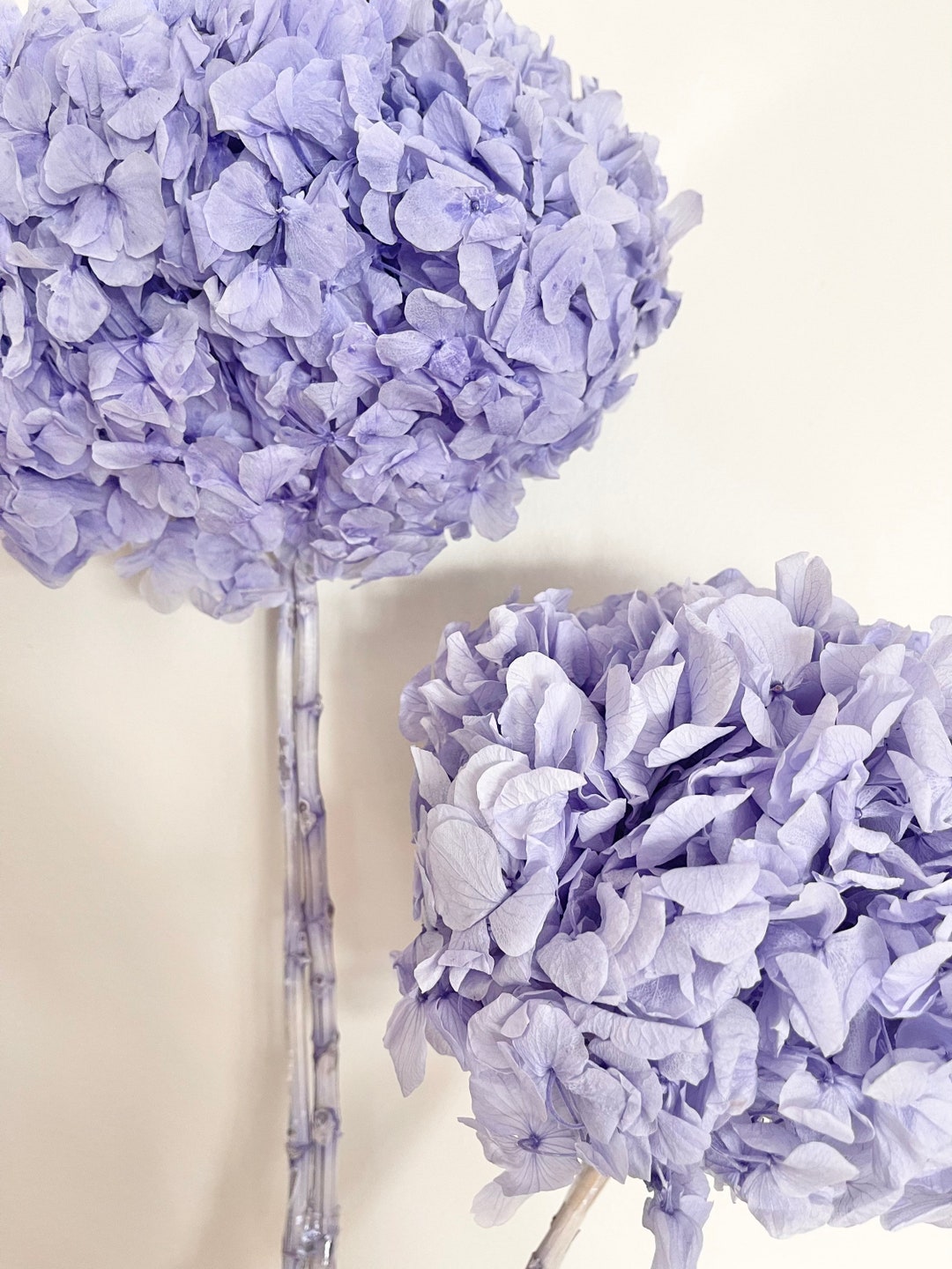 Dried Preserved Hydrangeas - Large Head - Ruffled Big Petals | Dried ...