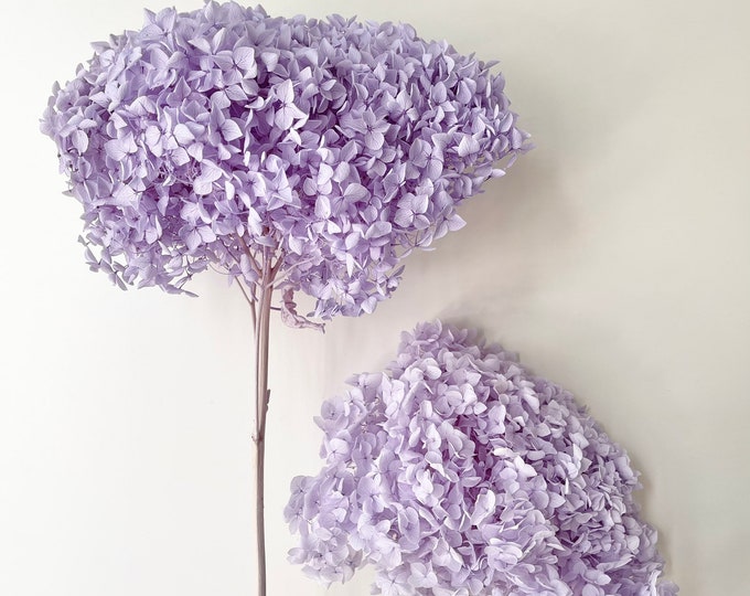 High Quality - Various Size Head - Preserved Hydrangeas in Pastel ...
