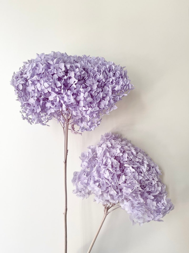 High Quality - Various Size Head - Preserved Hydrangeas in Pastel ...