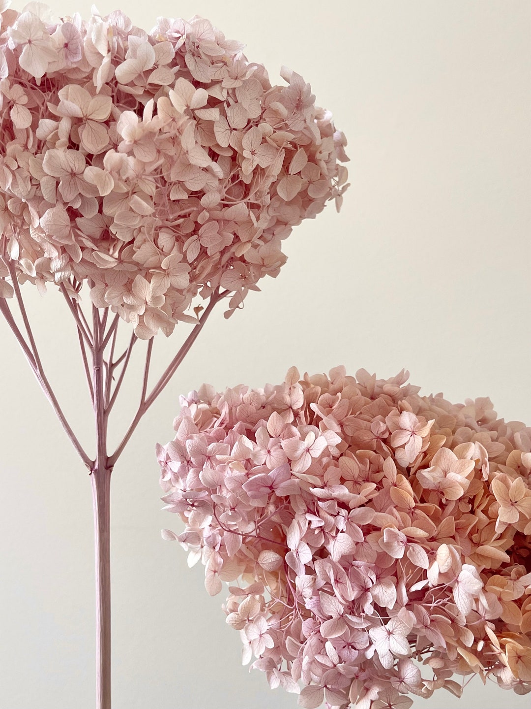 LARGE Head Preserved Hydrangeas Pastel FAIRY Dust Dried Flowers Floral ...