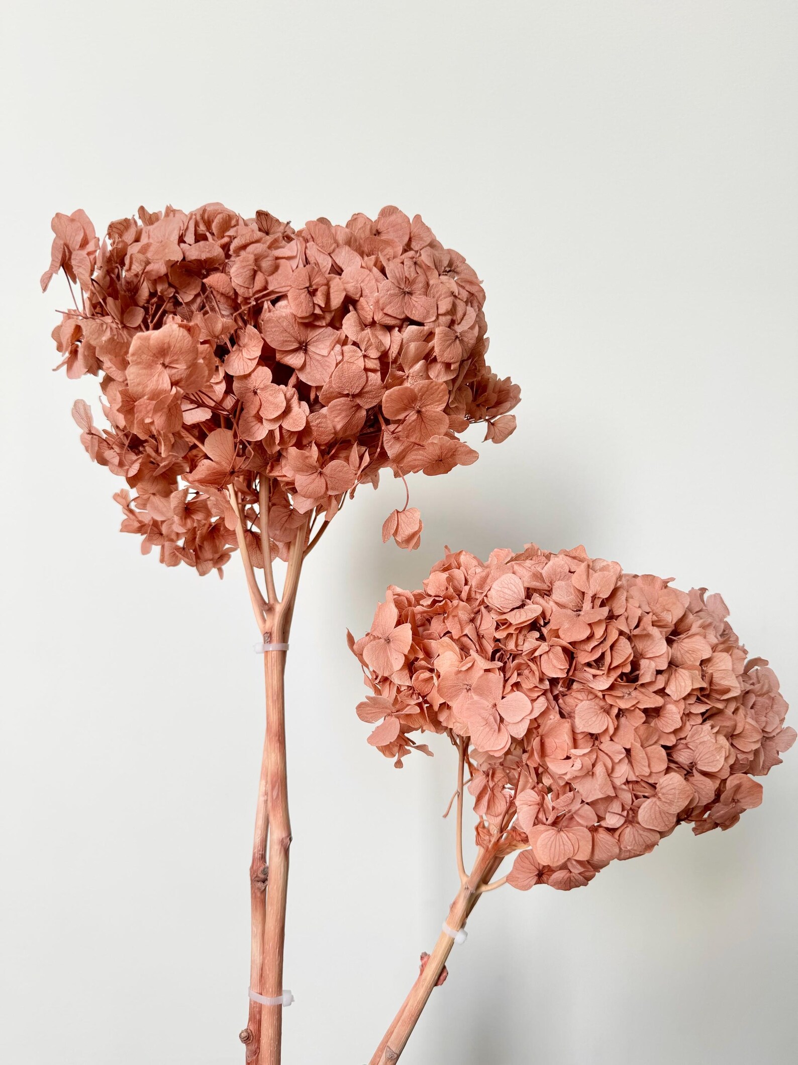 Dried Preserved Hydrangeas - Large Head - Ruffled Big Petals | Dried ...