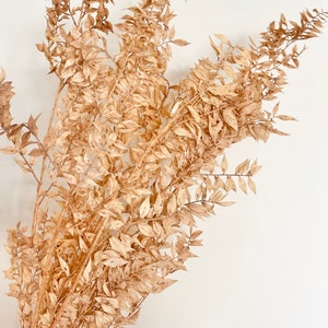 Preserved ITALIAN RUSCUS Fucus Leaves Butterscotch Speckles Floral ...