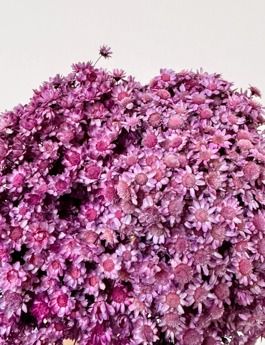 Preserved Dried Bunch of Stardust Baby Daisy Grass | Grape Candy ...