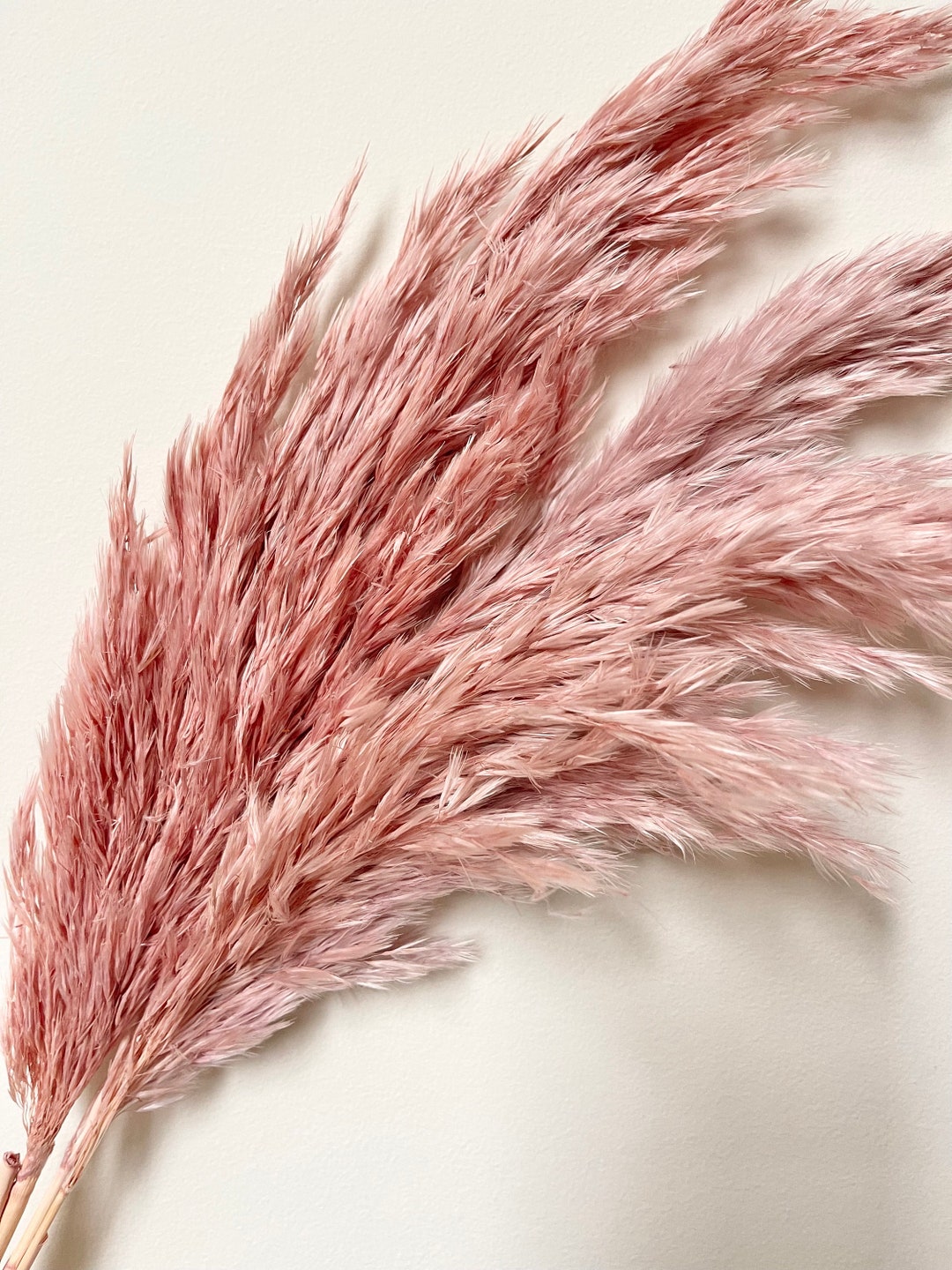 Preserved Dusty Pink Floss Large Feather Reed Ferns Dried Flower Floral ...