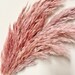Preserved Dusty Pink Floss Large Feather Reed Ferns Dried Flower Floral ...