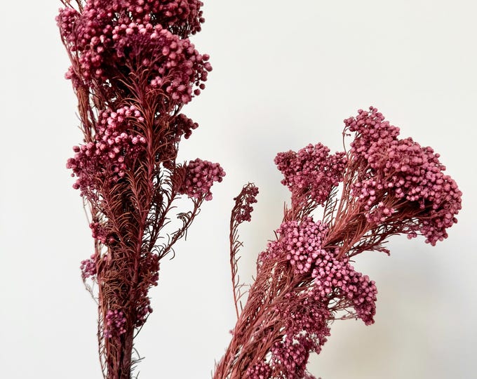 Bunch of Preserved Rice Flower Plant | Dried Floral Design | PLUM ...