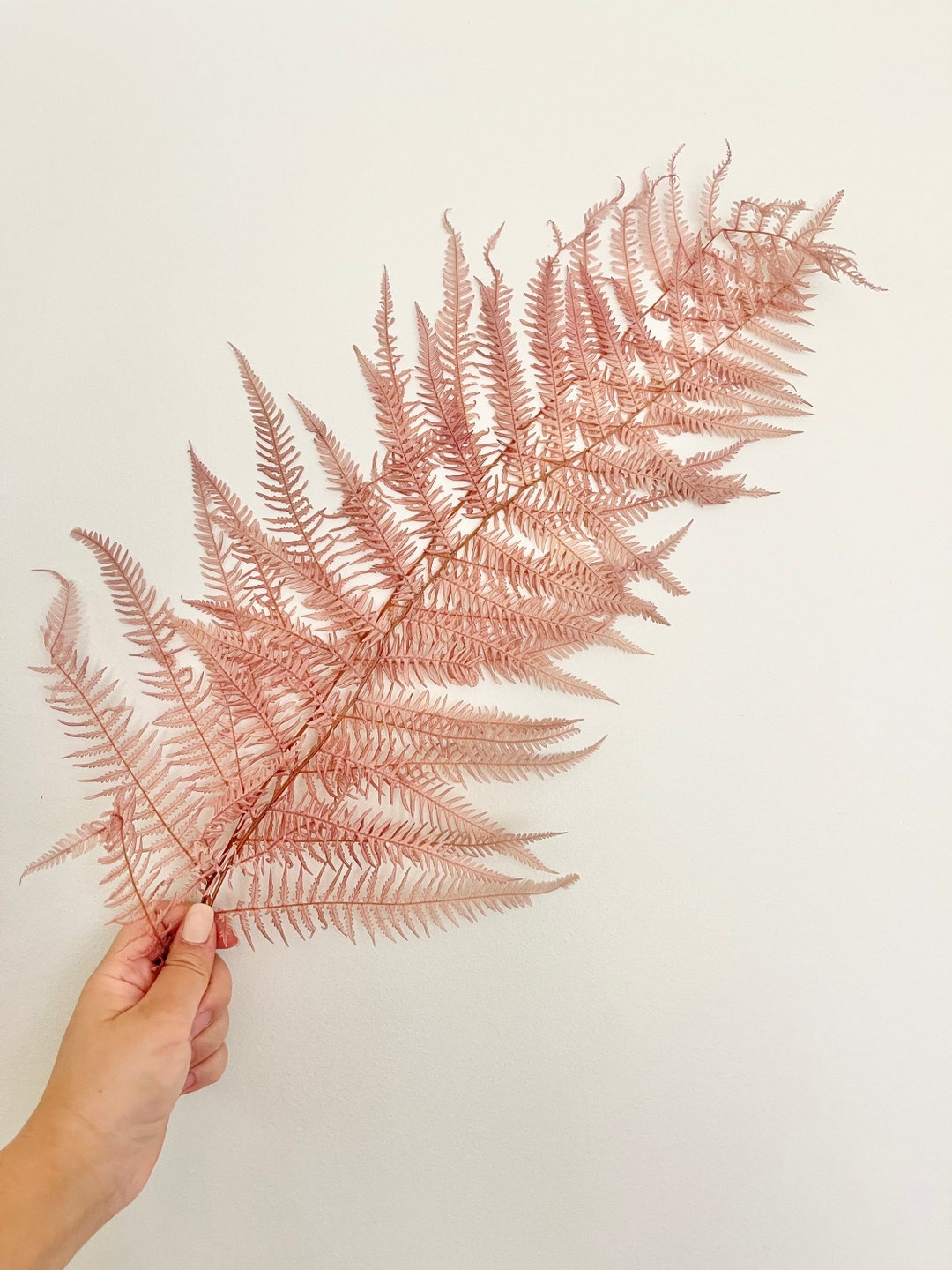 Preserved Parchment Wood Ferns Large Size Cut Dried Flower Floral ...