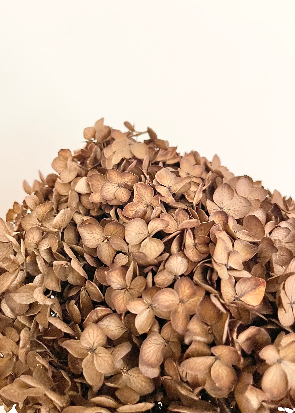 LARGE Head Preserved Hydrangeas Dark CHOCOLATE Dried - Etsy