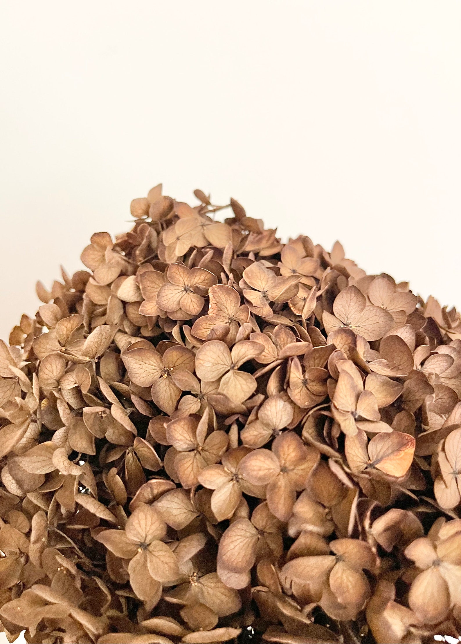LARGE Head Preserved Hydrangeas Dark CHOCOLATE Dried - Etsy