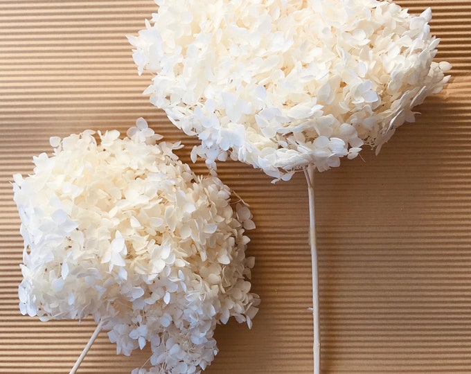 Dried Preserved Hydrangeas Medium Head WHITE Cream / BLACK Dried Flower ...