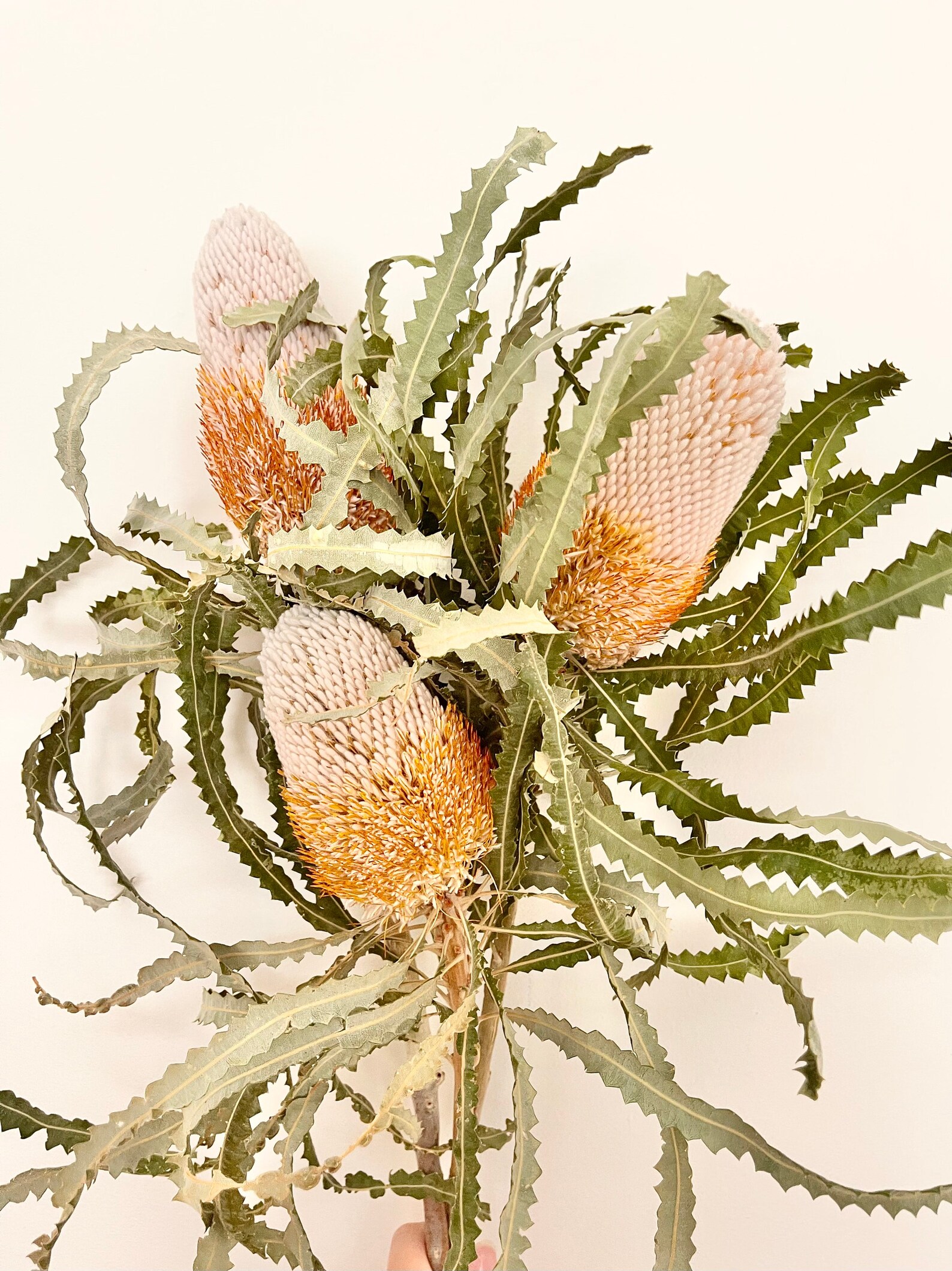 Dried Preserved Wild Banksia Prionotes Head Long Stem Flower | Etsy