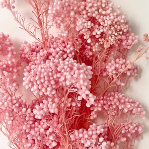Bunch of Preserved RICE FLOWER Plant | Various Colour | Dried Flowers ...