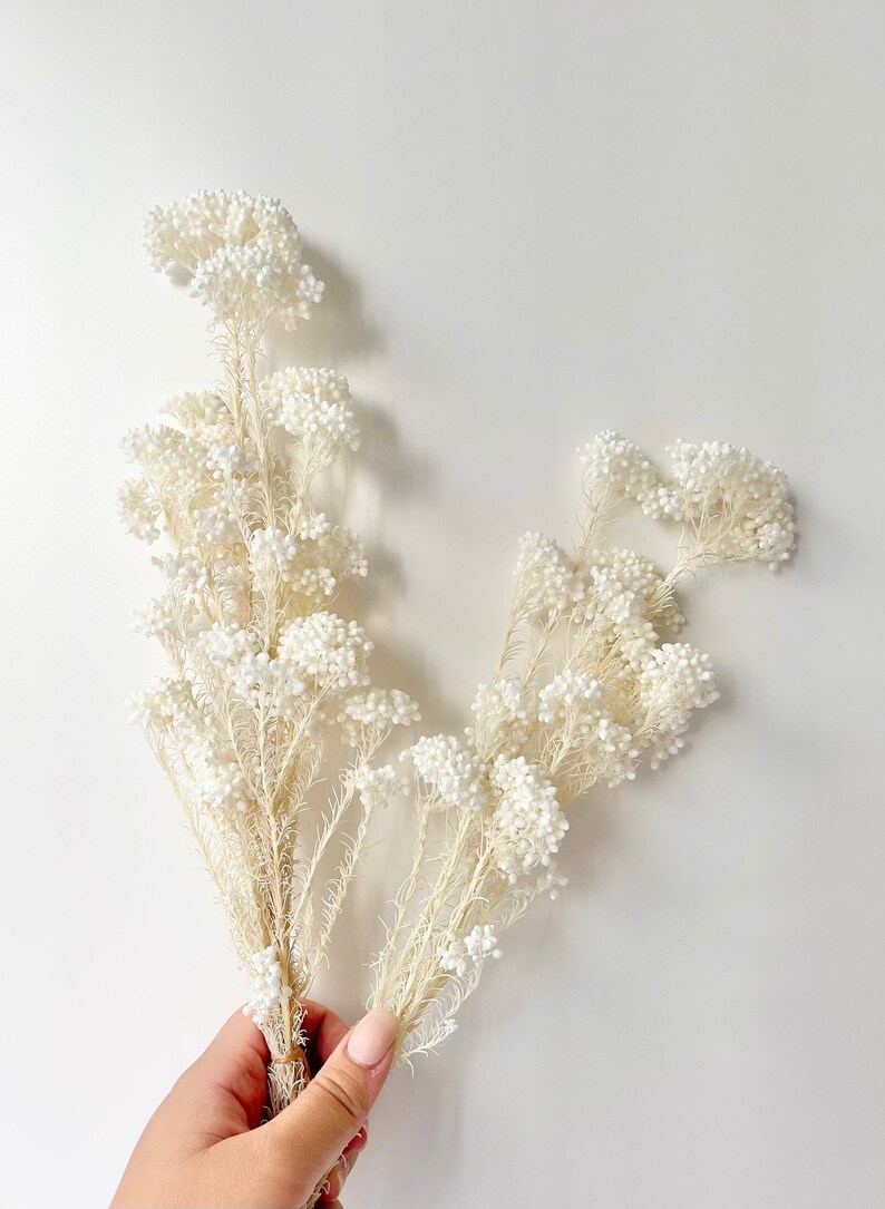 Bunch of Preserved RICE FLOWER Plant Various Colour Dried - Etsy