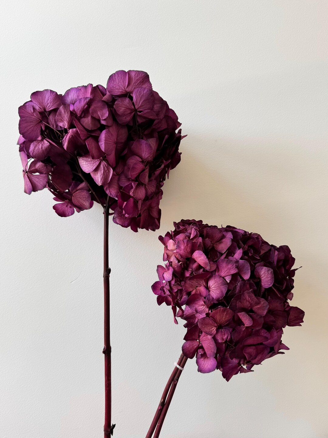 Dried Preserved Hydrangeas - Large Head - Ruffled Big Petals | Dried ...